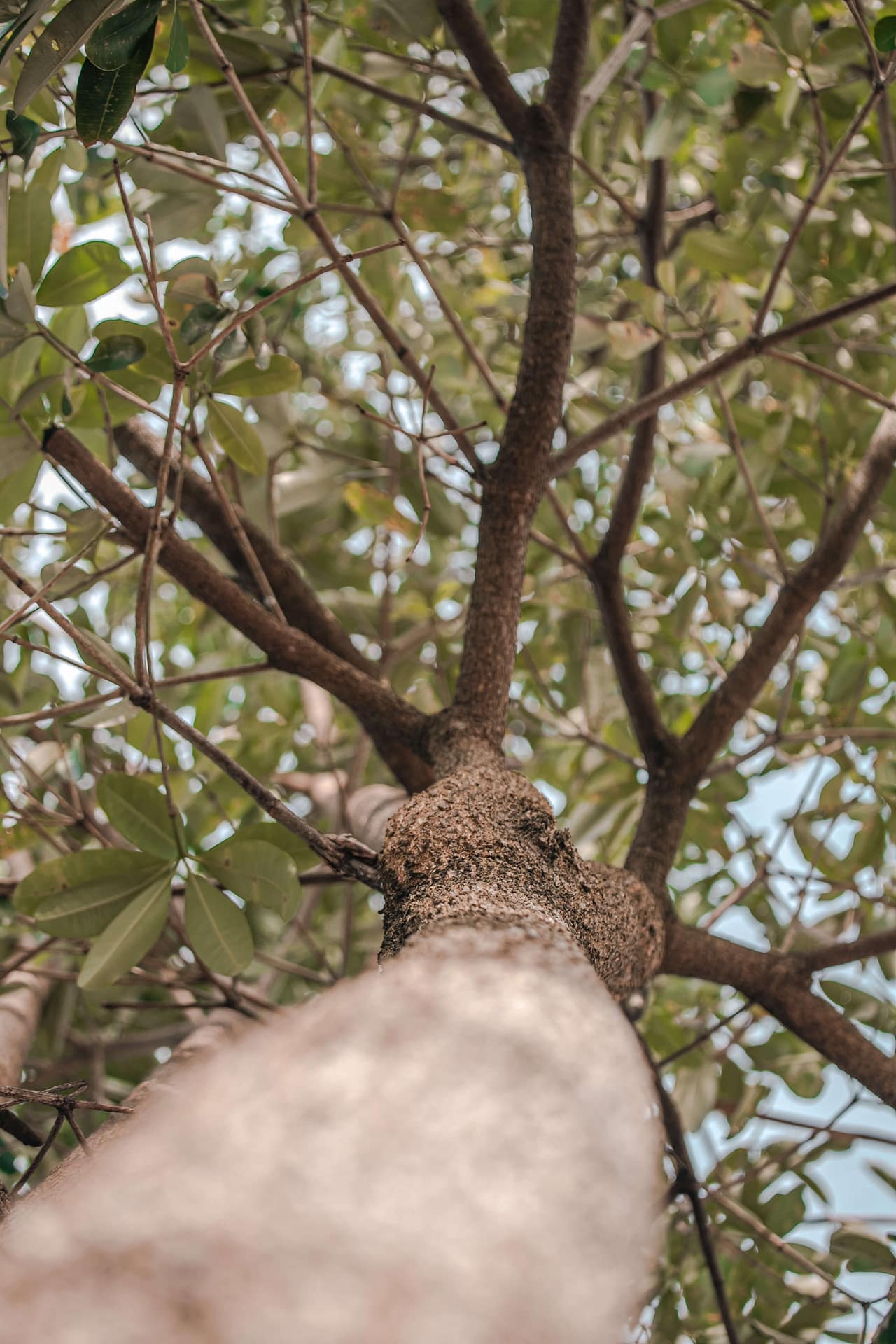 The Flow - Studio Tanama