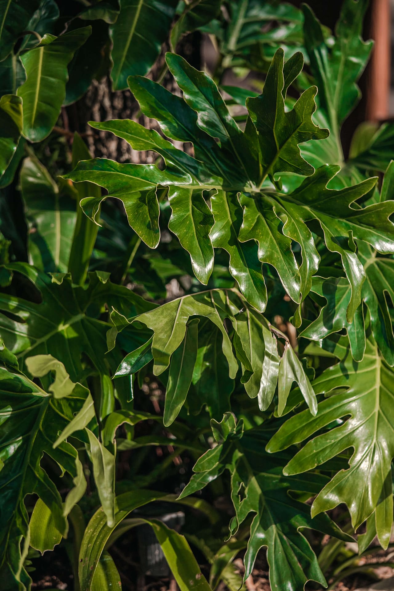 The Flow - Studio Tanama